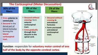 Brainstem - Medulla .pdf histology patha | PDF