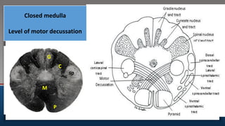 Brainstem - Medulla .pdf histology patha | PDF