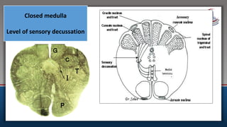 Brainstem - Medulla .pdf histology patha | PDF