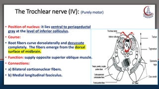 Brainstem - Midbrain.pdfdahbbdladajhwddd | PPT
