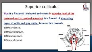 Brainstem - Midbrain.pdfdahbbdladajhwddd | PPT