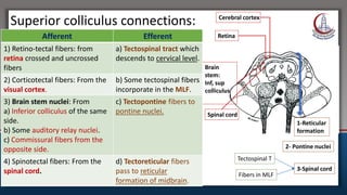 Brainstem - Midbrain.pdfdahbbdladajhwddd | PDF
