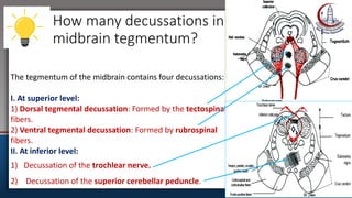 Brainstem - Midbrain.pdfdahbbdladajhwddd | PPT