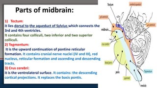 Brainstem - Midbrain.pdfdahbbdladajhwddd | PPT