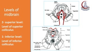 Brainstem - Midbrain.pdfdahbbdladajhwddd | PPT