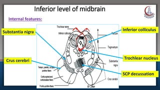 Brainstem - Midbrain.pdfdahbbdladajhwddd | PPT