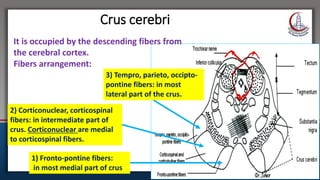 Brainstem - Midbrain.pdfdahbbdladajhwddd | PDF