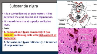 Brainstem - Midbrain.pdfdahbbdladajhwddd | PPT