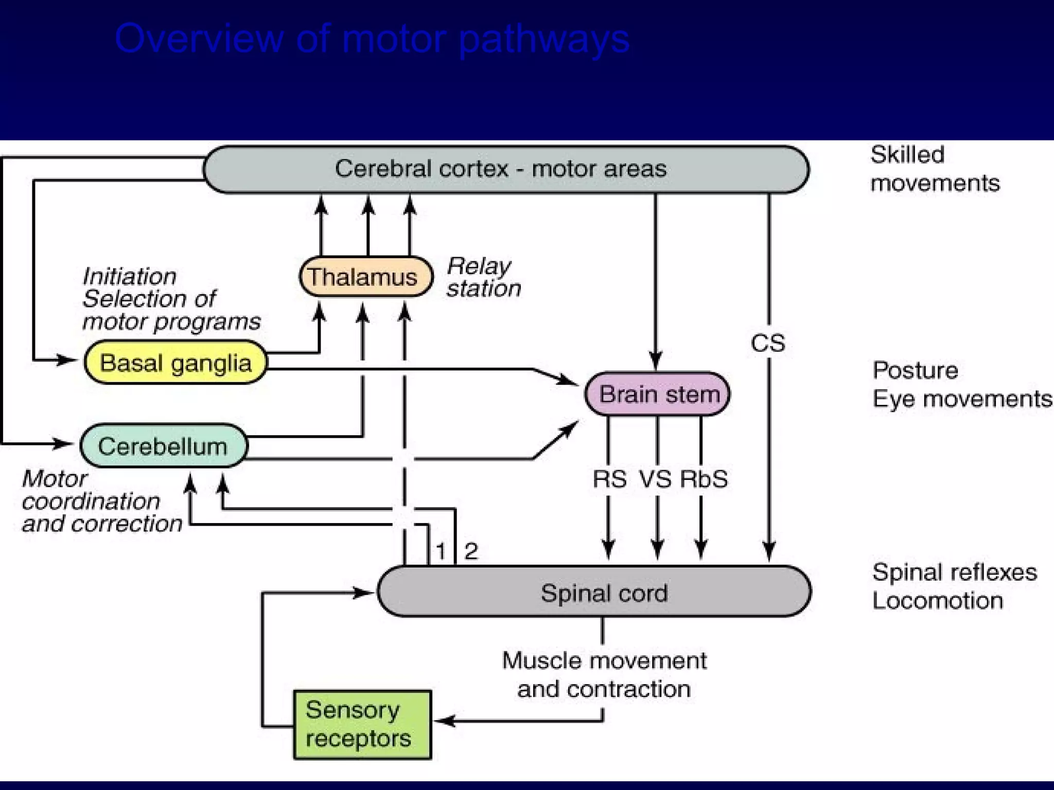 Brainstem pathway | PPT