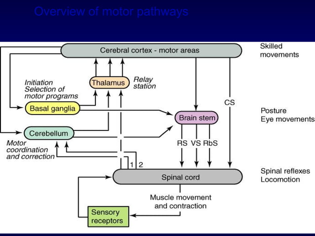 Brainstem pathway | PPT