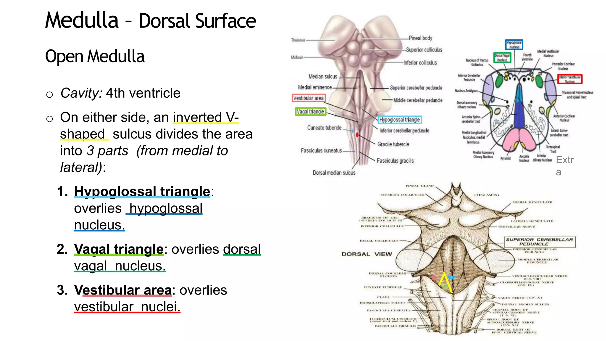 BRAINSTEM-SUMMARY.pptx