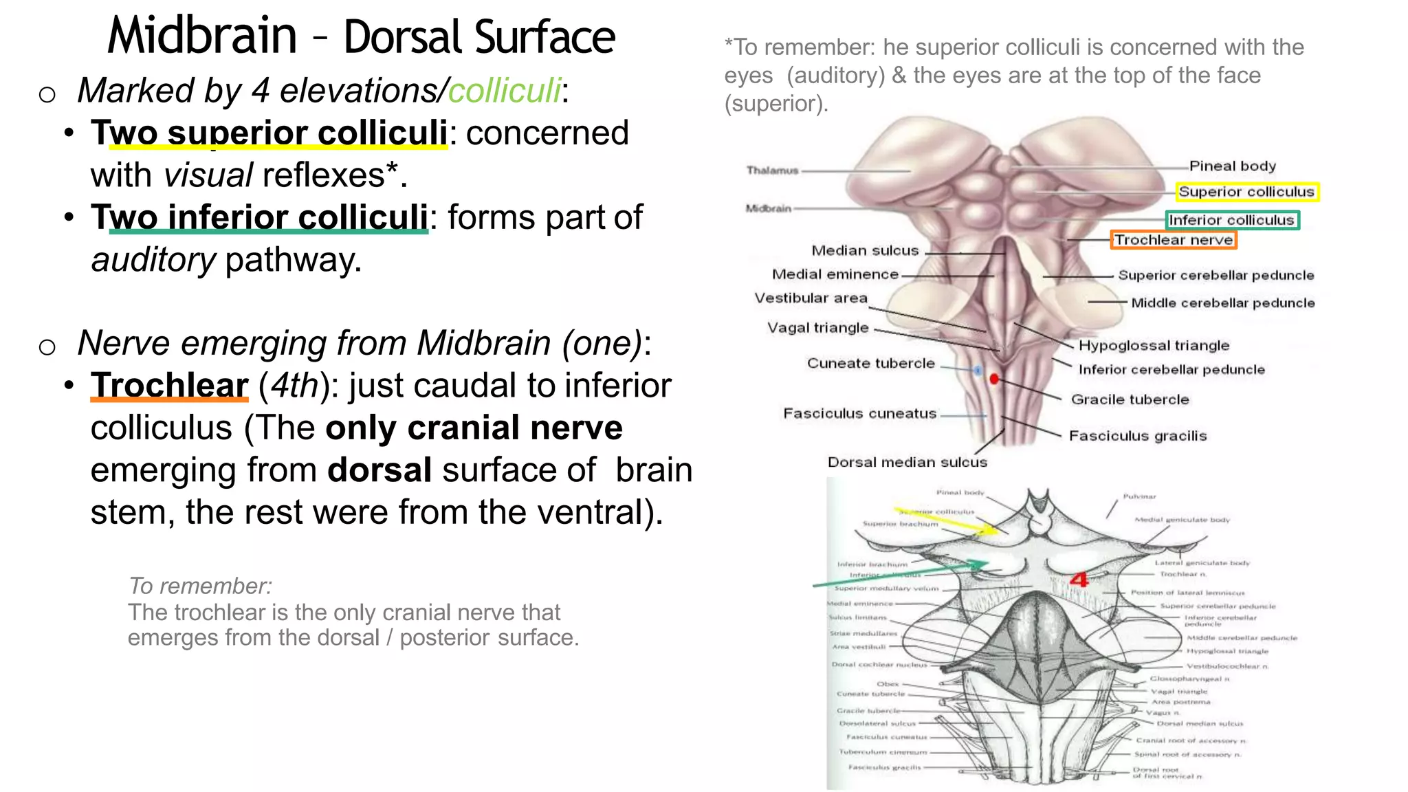 BRAINSTEM-SUMMARY.pptx
