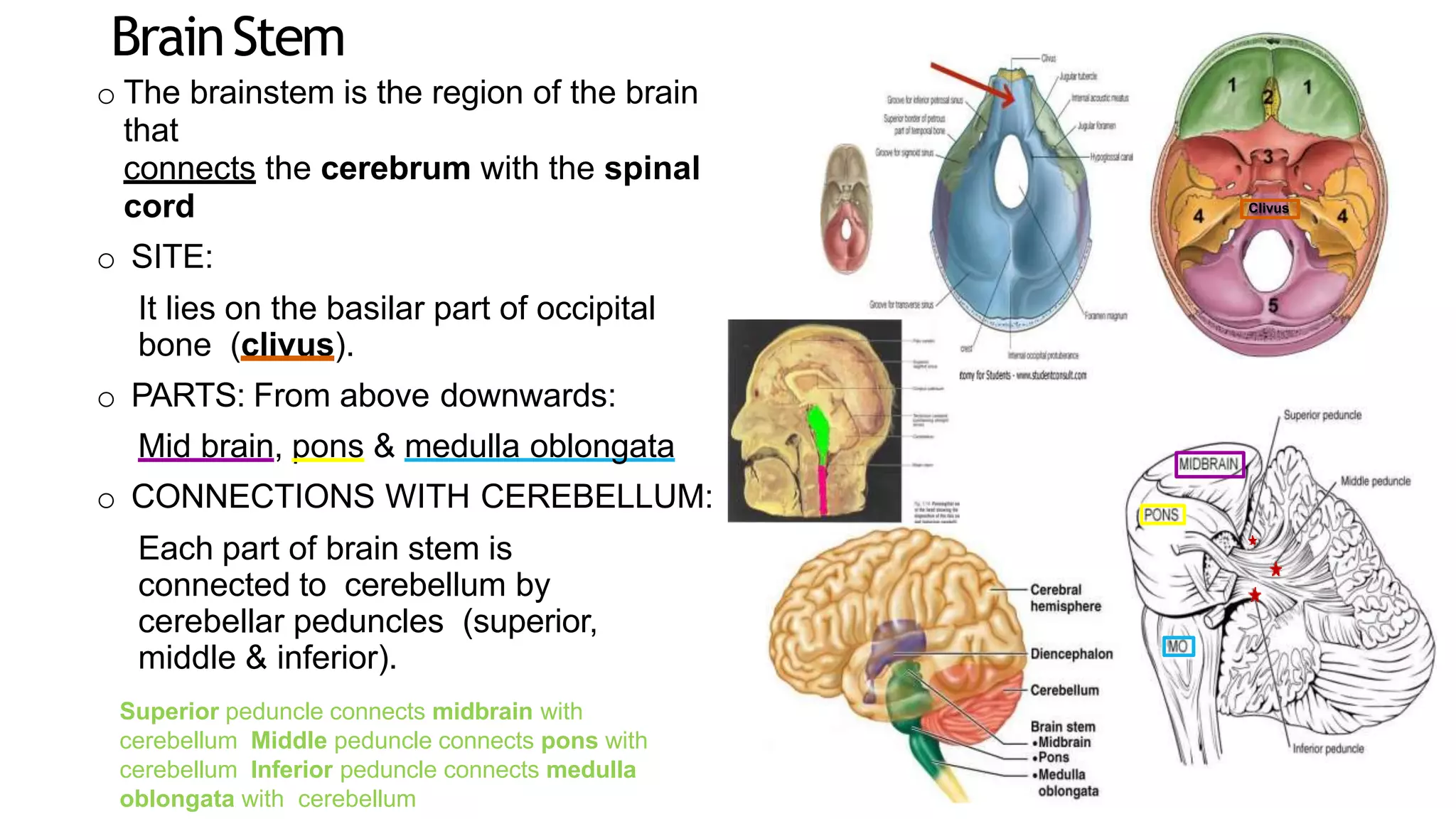 BRAINSTEM-SUMMARY.pptx