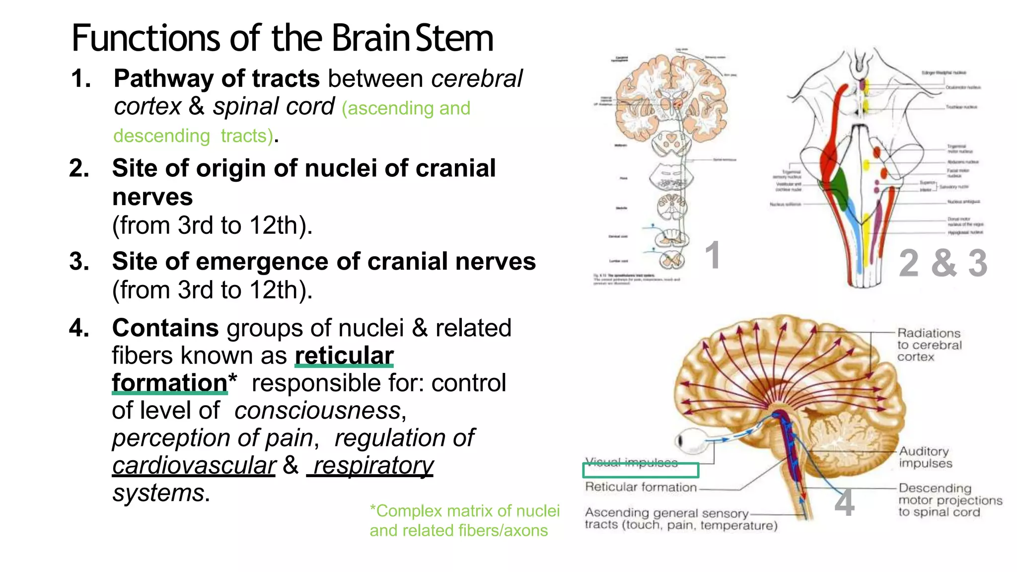 BRAINSTEM-SUMMARY.pptx