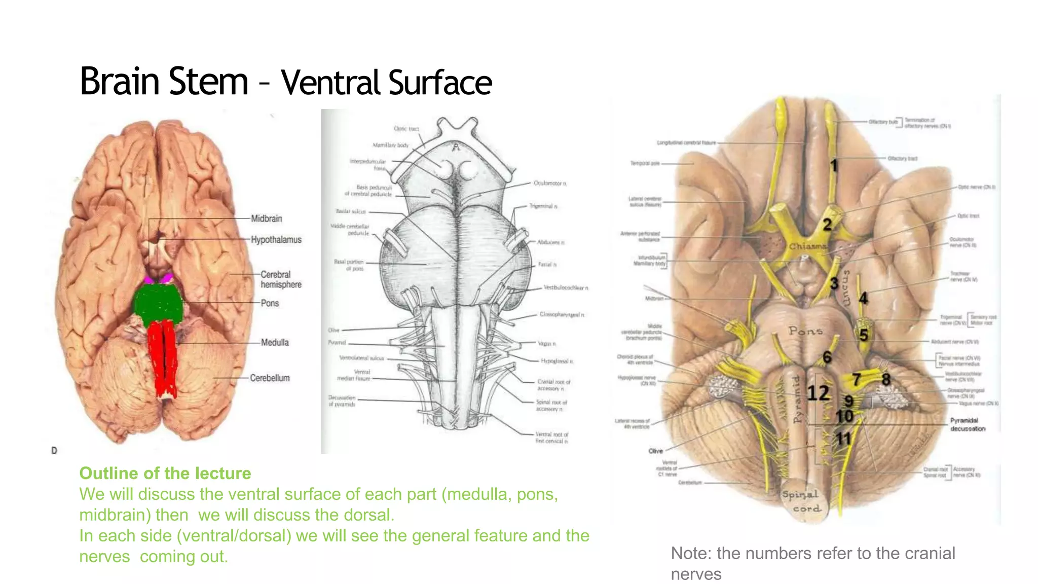 BRAINSTEM-SUMMARY.pptx