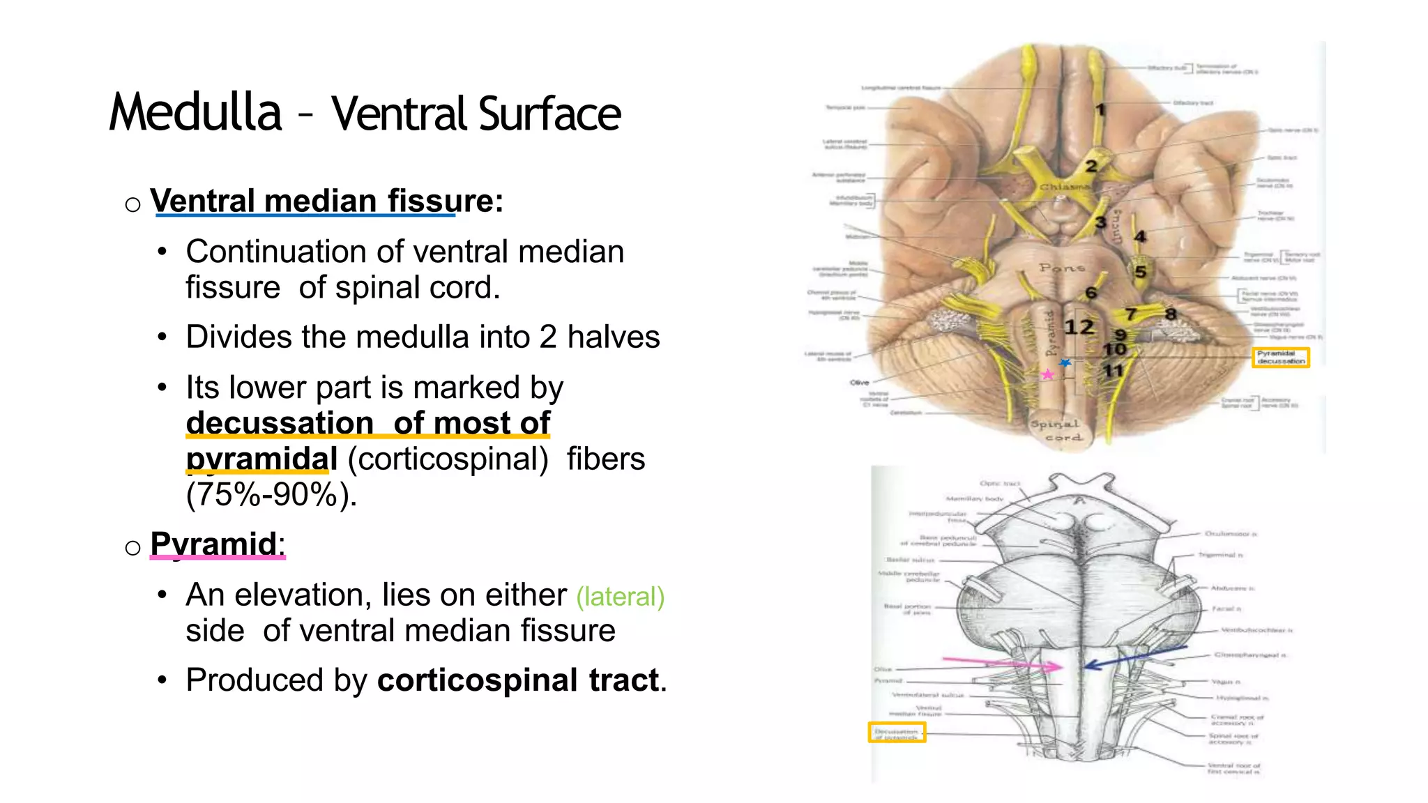 BRAINSTEM-SUMMARY.pptx