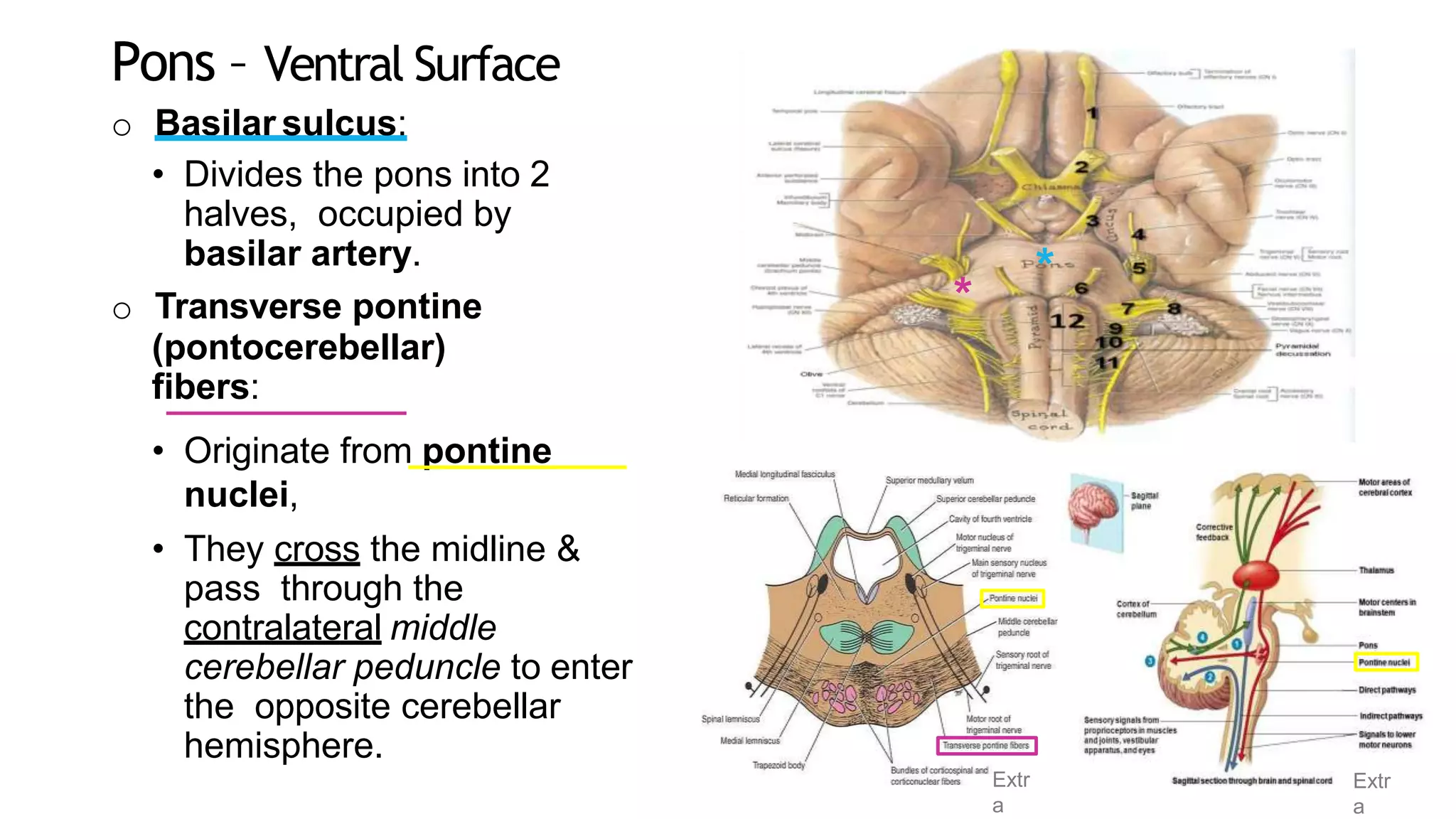 BRAINSTEM-SUMMARY.pptx