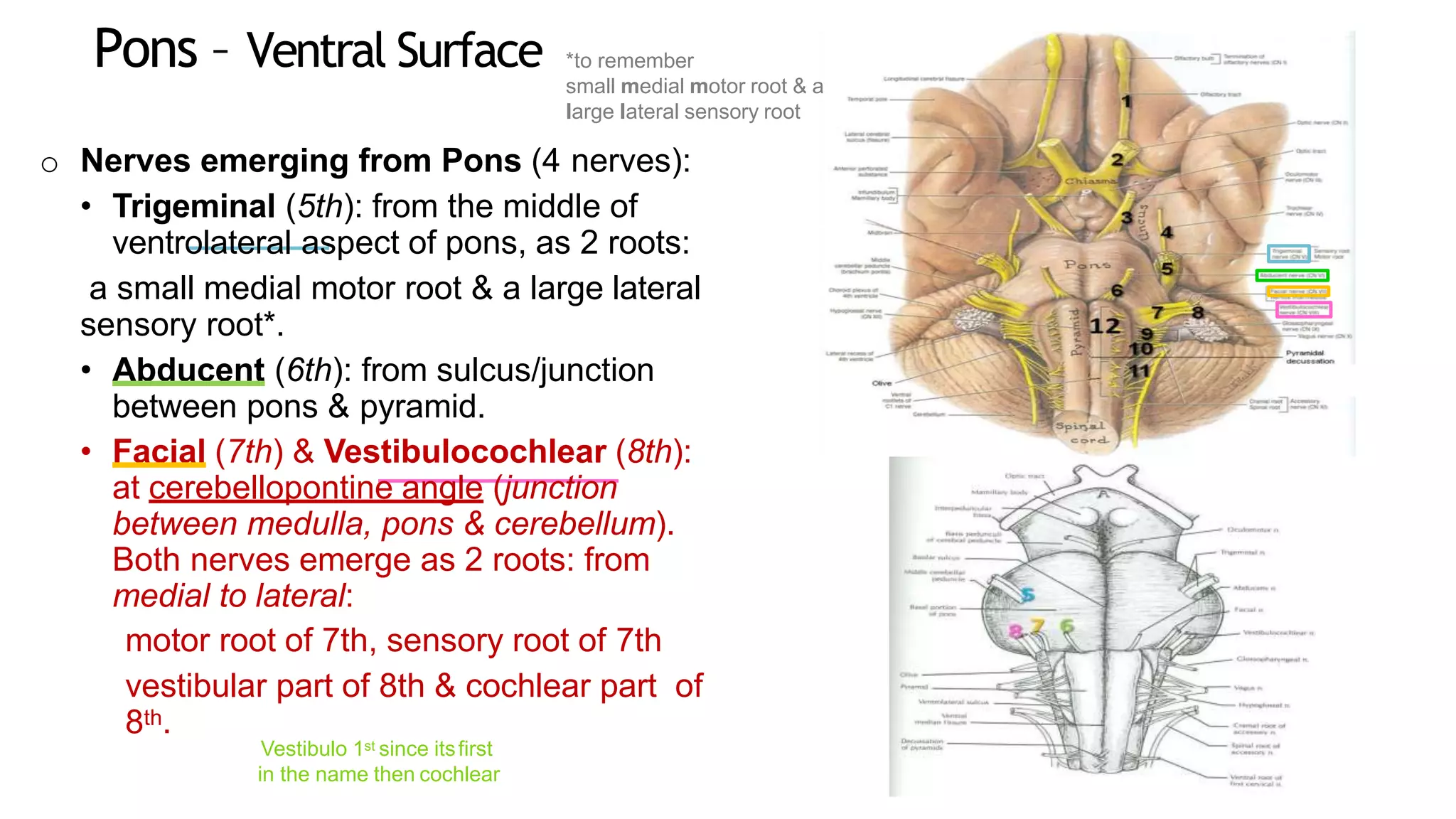 BRAINSTEM-SUMMARY.pptx