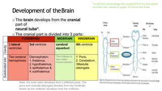 BRAINSTEM-SUMMARY.pptx