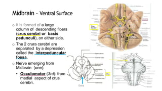 BRAINSTEM-SUMMARY.pptx