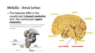 BRAINSTEM-SUMMARY.pptx