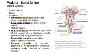 BRAINSTEM-SUMMARY.pptx