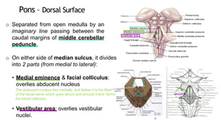 BRAINSTEM-SUMMARY.pptx