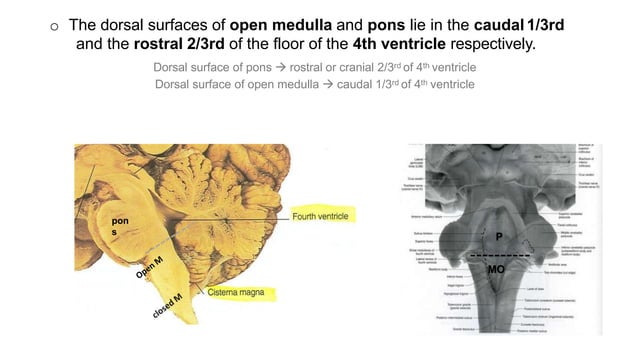 BRAINSTEM-SUMMARY.pptx