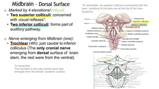BRAINSTEM-SUMMARY.pptx