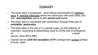 BRAINSTEM-SUMMARY.pptx