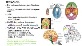 BRAINSTEM-SUMMARY.pptx