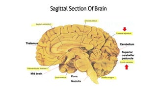 BRAINSTEM-SUMMARY.pptx