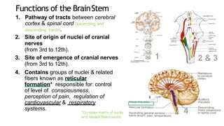 BRAINSTEM-SUMMARY.pptx