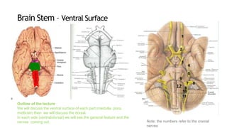 BRAINSTEM-SUMMARY.pptx