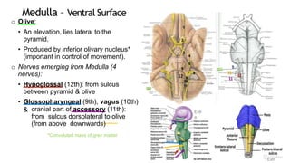 BRAINSTEM-SUMMARY.pptx