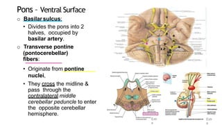 BRAINSTEM-SUMMARY.pptx