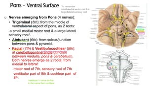 BRAINSTEM-SUMMARY.pptx