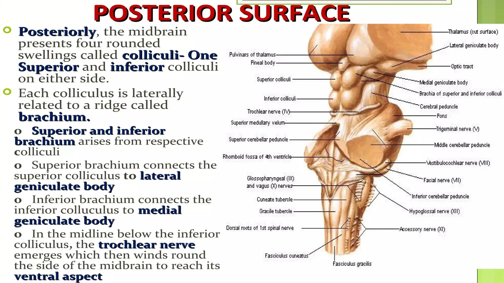 BRAINSTEM-SUMMARY WITH CLINICAL IMPORTANCE.pptx