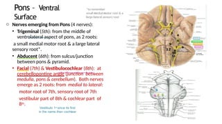 BRAINSTEM-SUMMARY WITH CLINICAL IMPORTANCE.pptx