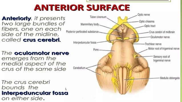 BRAINSTEM-SUMMARY WITH CLINICAL IMPORTANCE.pptx