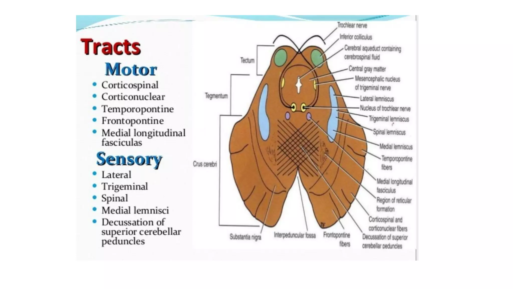 Brain stem and spinal cord | PDF