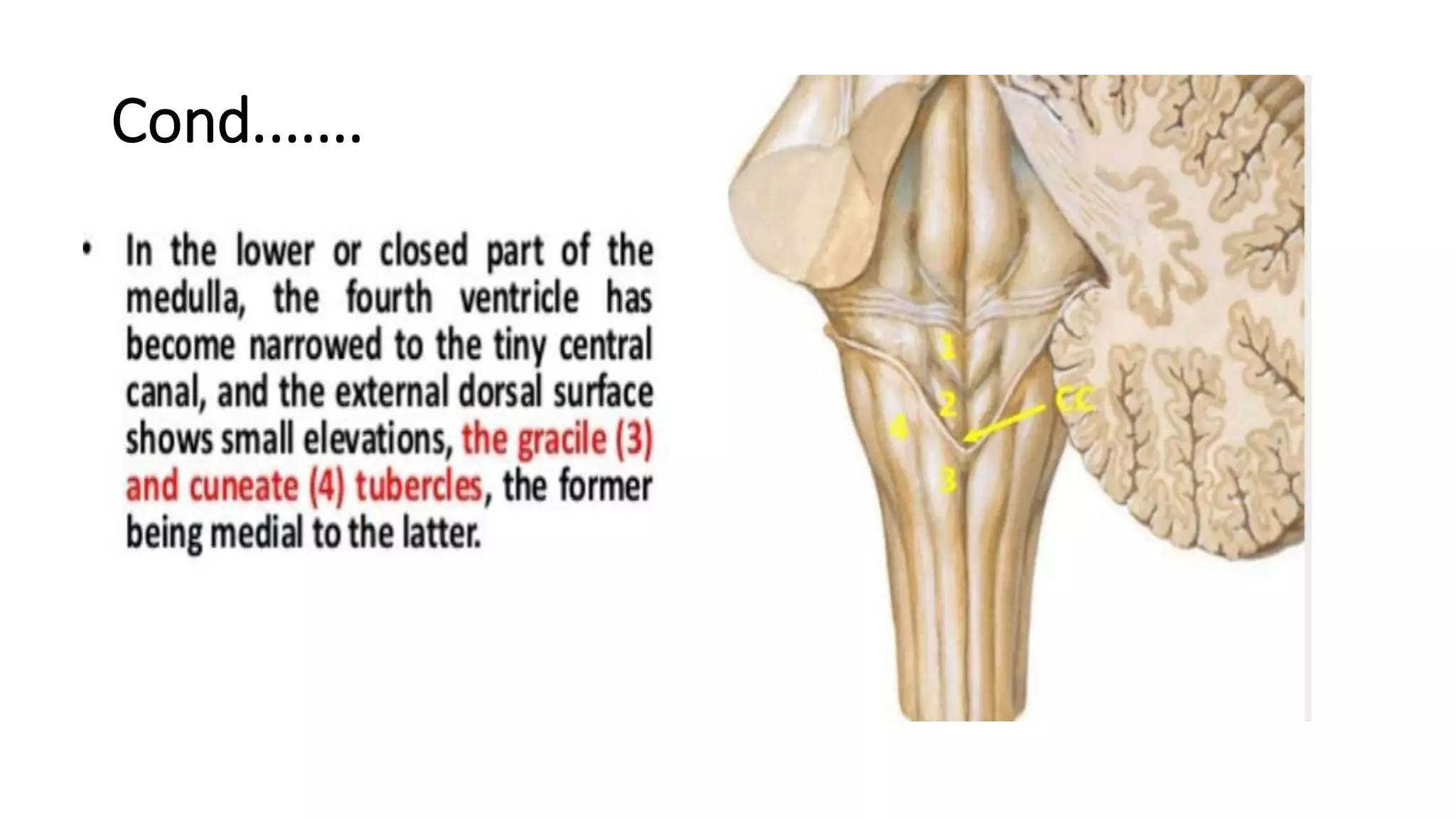 Brain stem and spinal cord | PDF