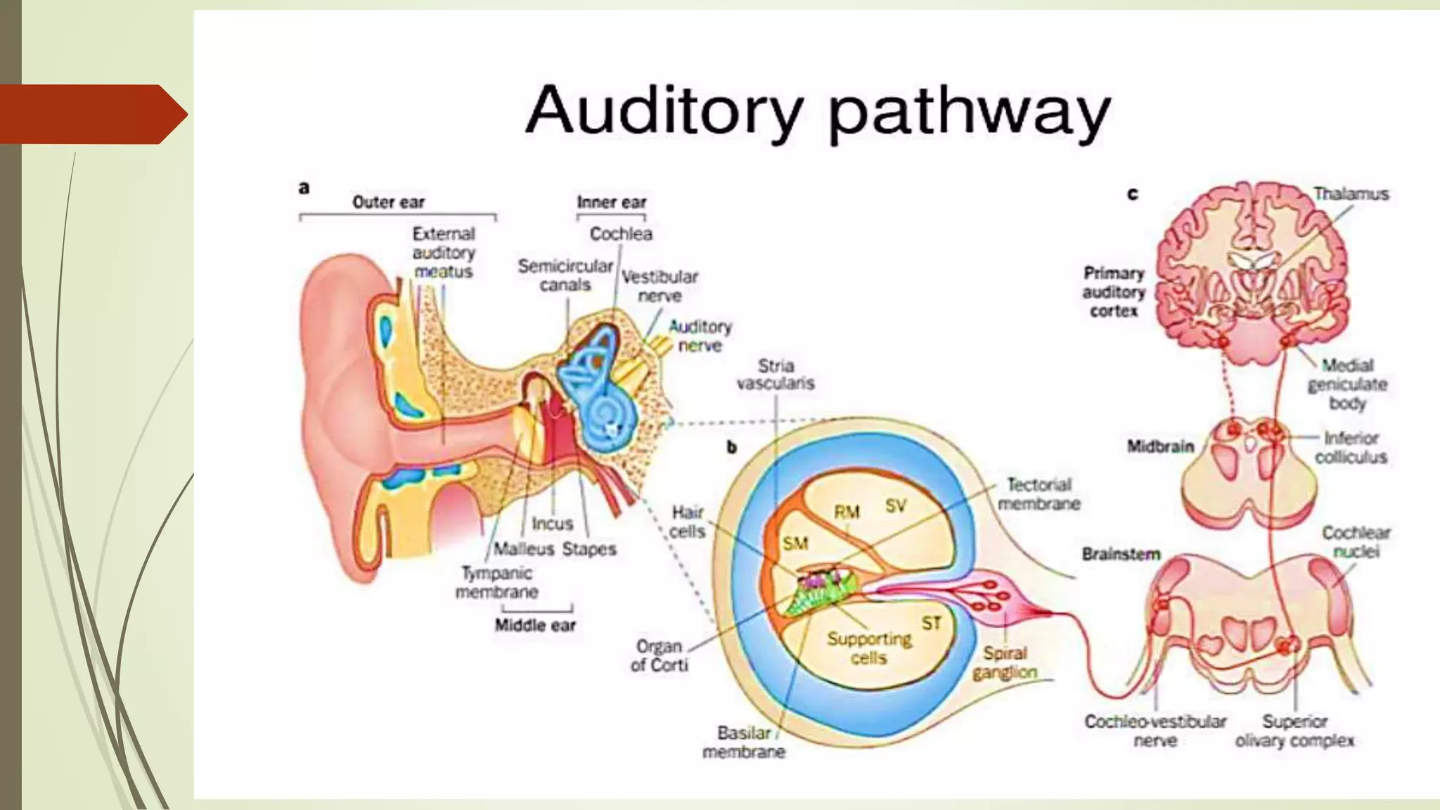 Brainstem Auditory Evoked Potentials | PPTX