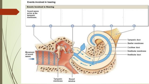 Brainstem Auditory Evoked Potentials | PPTX