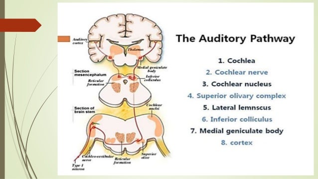 Brainstem Auditory Evoked Potentials