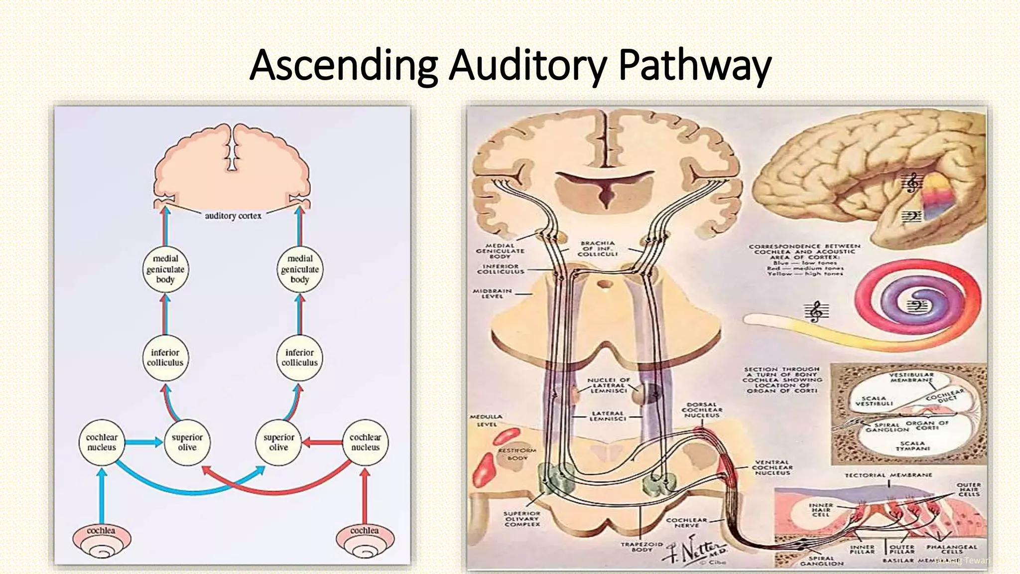 Brainstem Auditory Evoked Potentials Part II | PPTX