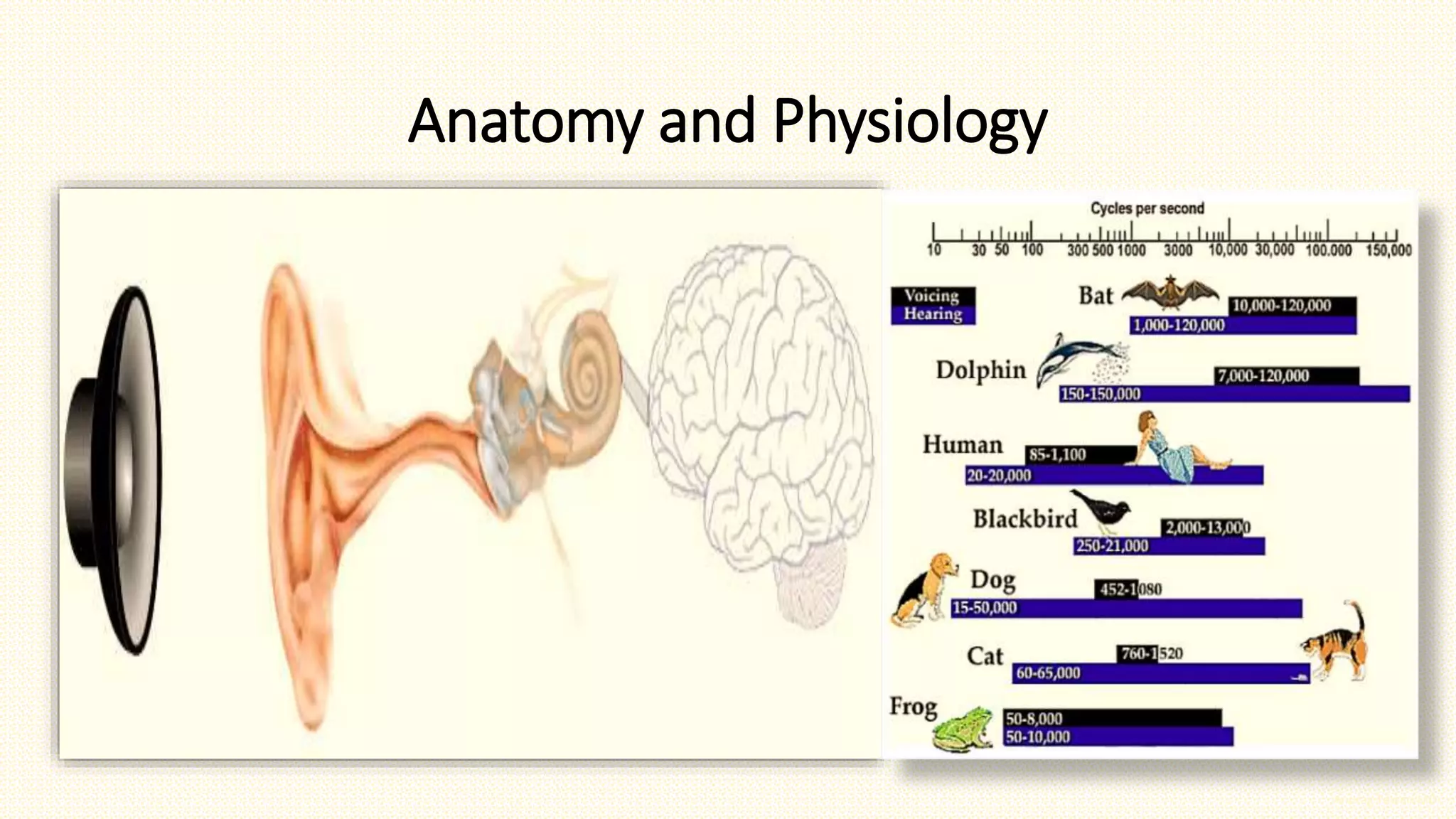 Brainstem Auditory Evoked Potentials Part II | PPTX