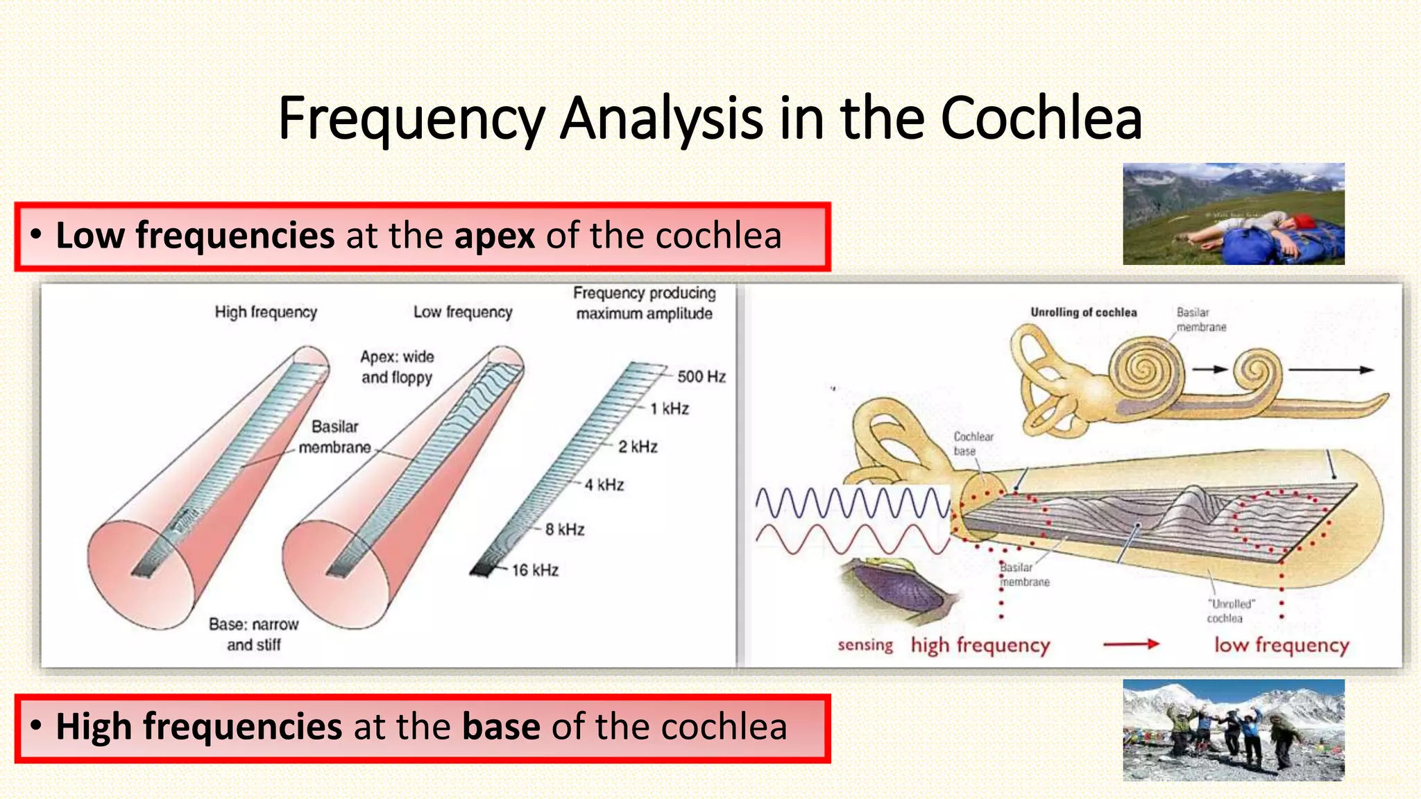 Brainstem Auditory Evoked Potentials Part II | PPTX