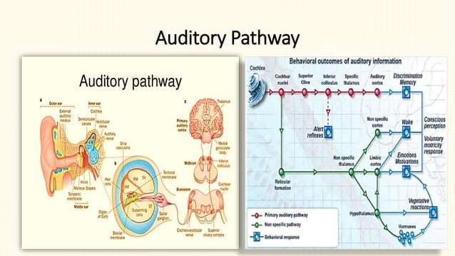 Brainstem Auditory Evoked Potentials Part II | PPTX