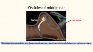 Brainstem Auditory Evoked Potentials Part II | PPTX